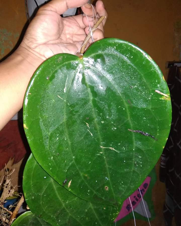 Big Leaf Hoya in the Hoyas forum - Garden.org