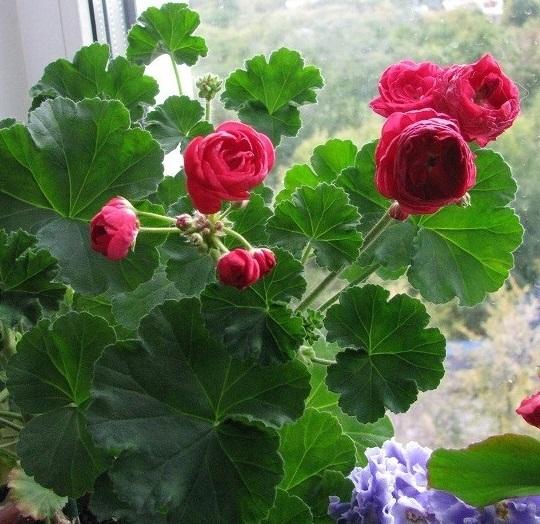 Pelargoniums: Plant Care and Collection of Varieties - Garden.org