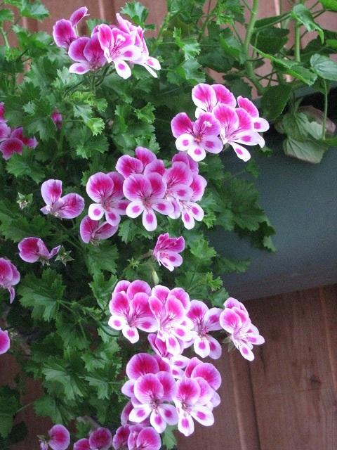 Pelargoniums: Plant Care and Collection of Varieties - Garden.org