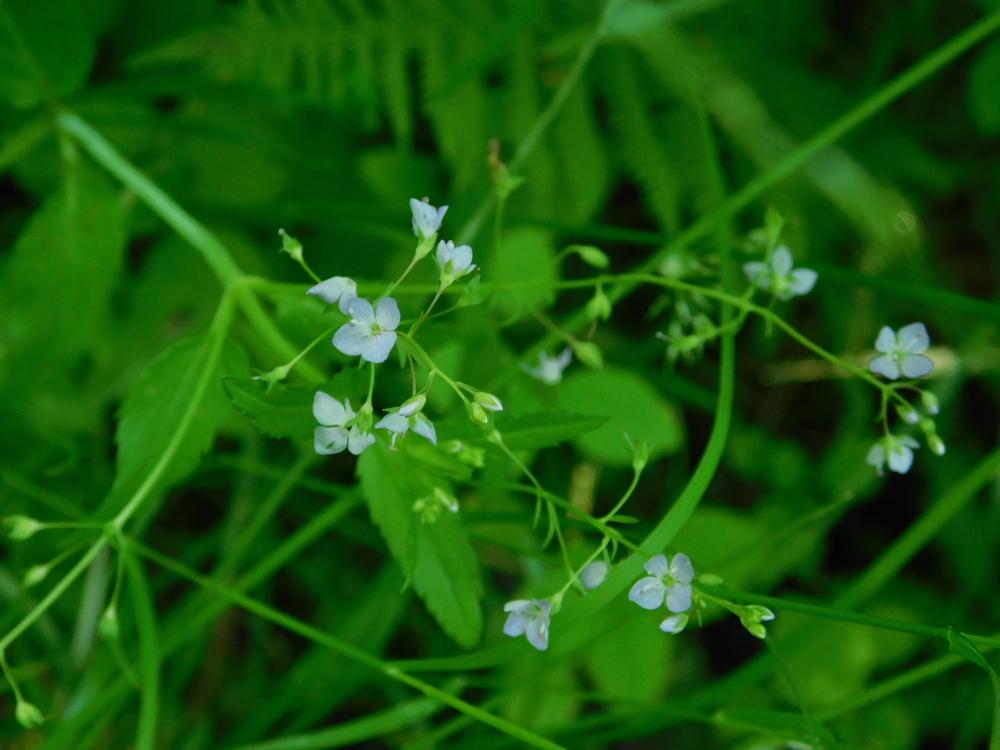 American Speedwell (Veronica americana) in the Veronicas Database ...