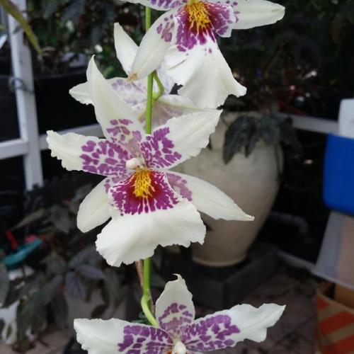 Orchid (Schunkeara Big Shot 'Hilo Sparkle') - Garden.org
