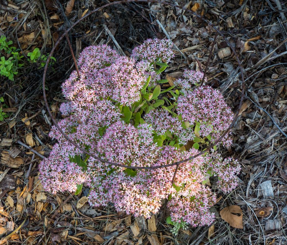 Sedums: Plant Care and Collection of Varieties - Garden.org