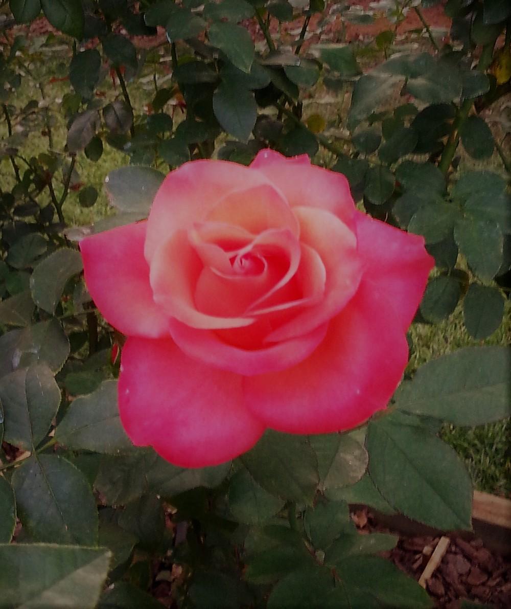 Rose (Rosa 'Ring of Fire') in the Roses Database - Garden.org