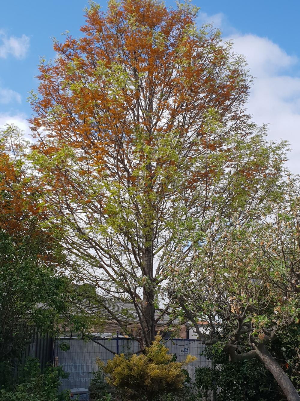 Tree ID in the Plant ID forum - Garden.org