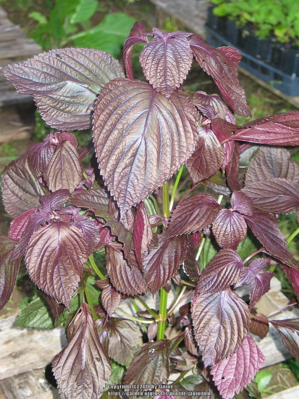 Photo of the entire plant of Shiso (Perilla frutescens) posted by ...