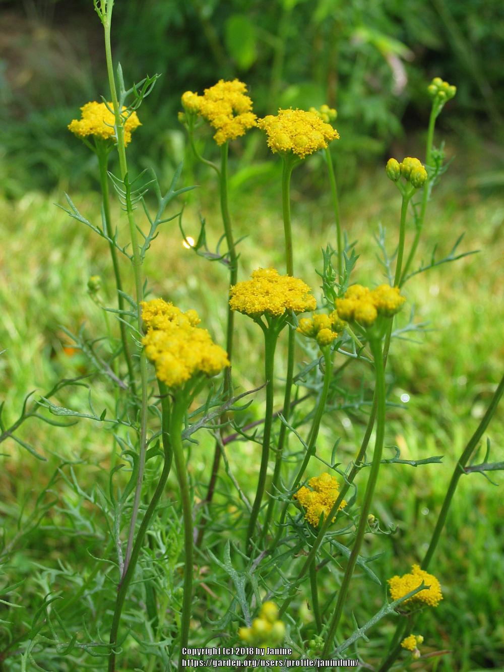Yellow Ageratum (Lonas annua) - Garden.org