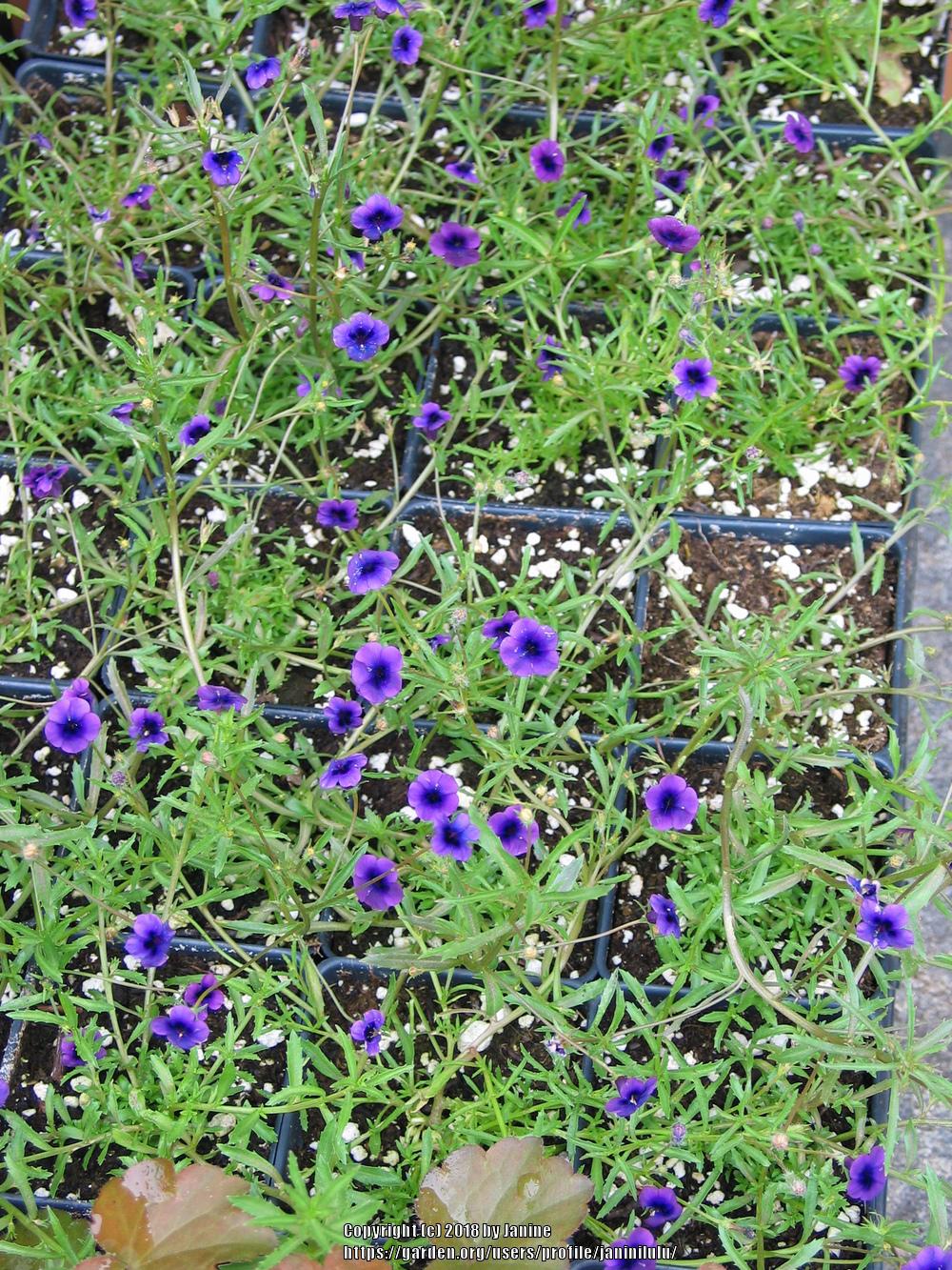 Monopsis (Monopsis debilis 'Regal Purple') - Garden.org