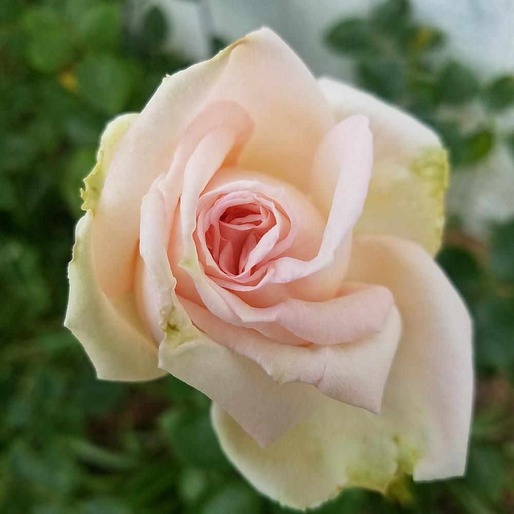 Rose (Rosa 'Madame Anisette') in the Roses Database - Garden.org