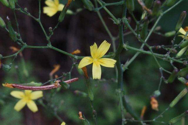 Wall Lettuce (Lactuca muralis) - Garden.org