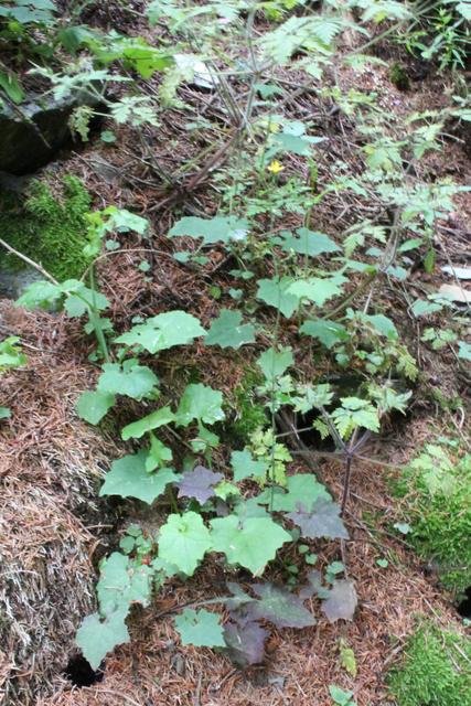 Wall Lettuce (Lactuca muralis) - Garden.org