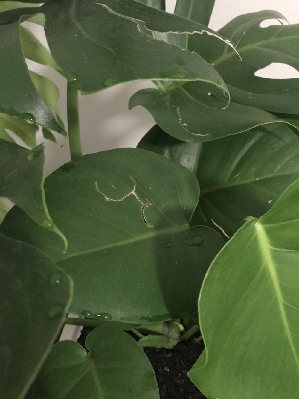 Monstera deliciosa sunburn??? in the Ask a Question forum - Garden.org