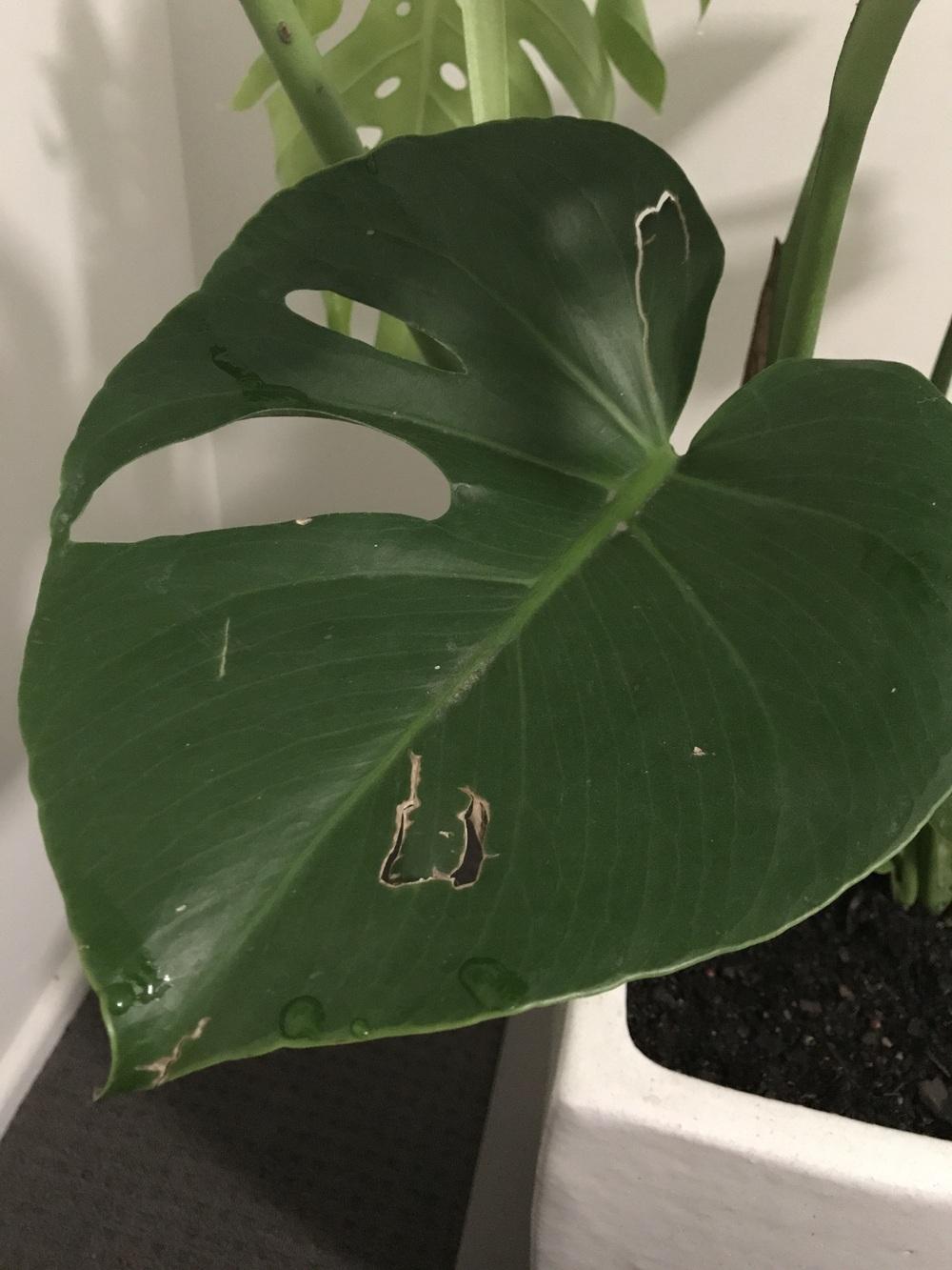 Monstera deliciosa sunburn??? in the Ask a Question forum - Garden.org