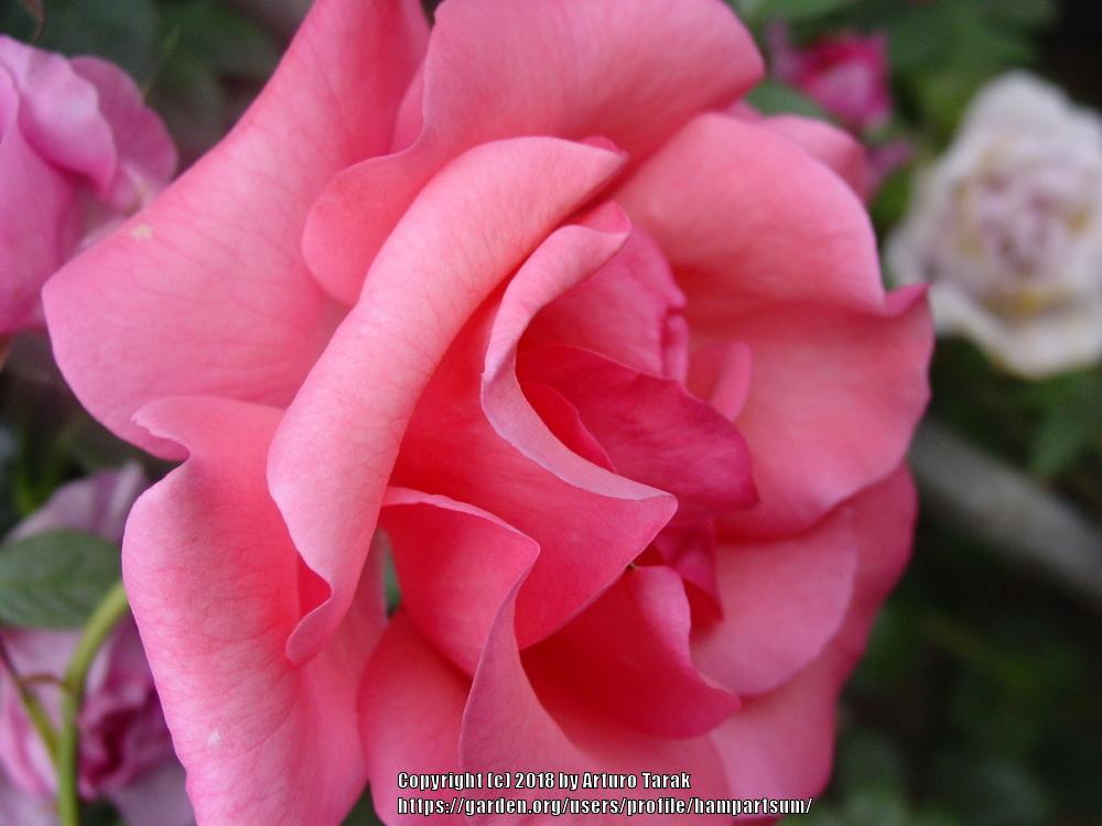 Rose (Rosa 'Rosenresli') in the Roses Database - Garden.org