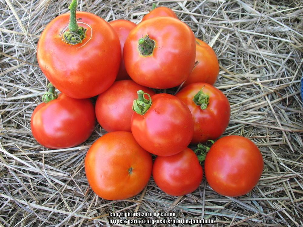 Tomato (Solanum lycopersicum 'Legend') in the Tomatoes Database ...