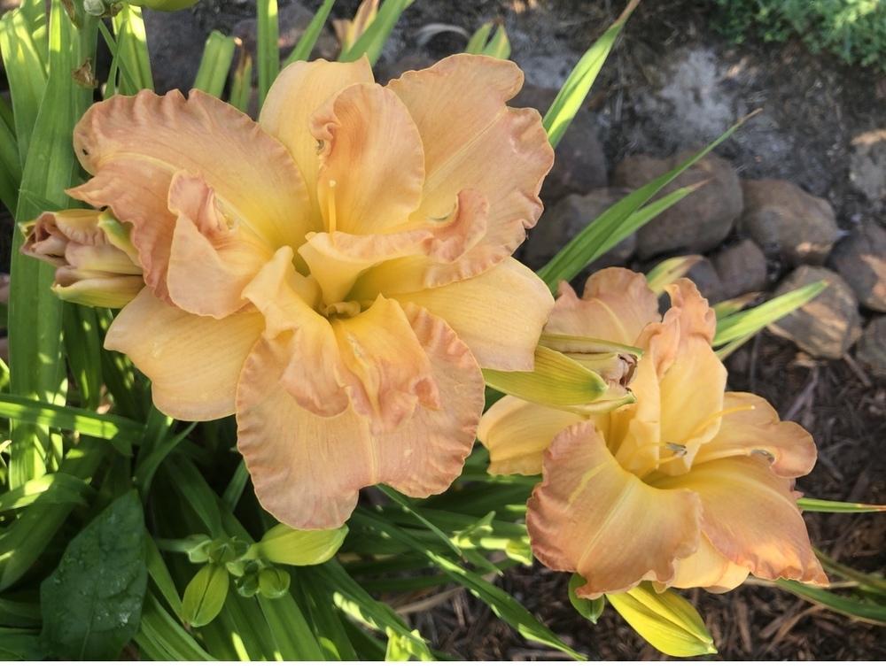 Daylily identification in the Daylilies forum - Garden.org