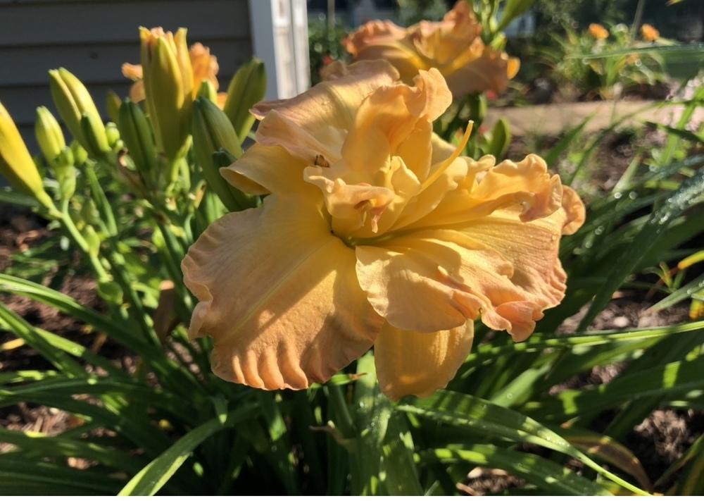 Daylily identification in the Daylilies forum - Garden.org