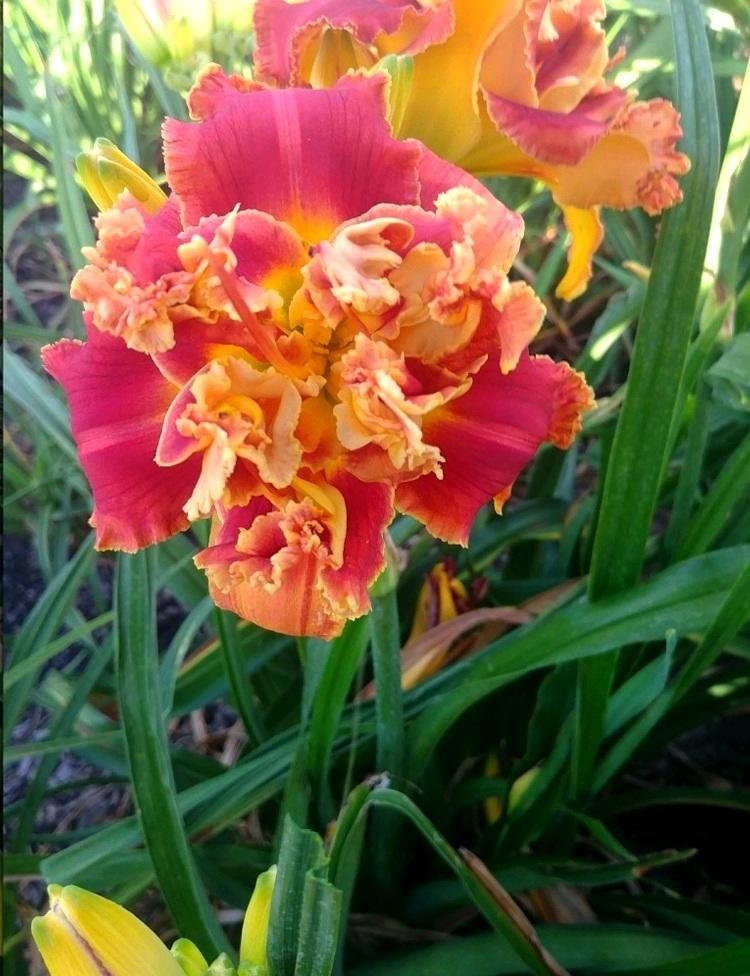 Daylily (Hemerocallis 'Topguns Apache Fancy Dancer') in the Daylilies Database - Garden.org