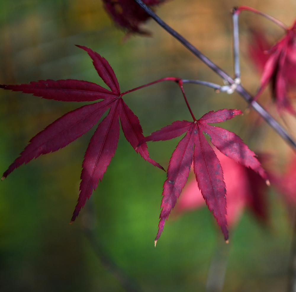 Japanese Maple (Acer palmatum 'Moonfire') - Garden.org