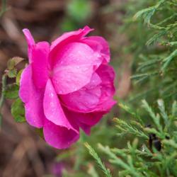 Rose (Rosa 'Frontenac') in the Roses Database - Garden.org
