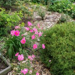 Rose (Rosa 'Frontenac') in the Roses Database - Garden.org