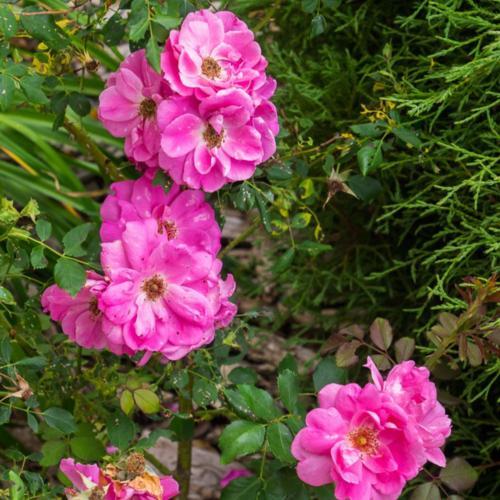 Rose (Rosa 'Frontenac') in the Roses Database - Garden.org