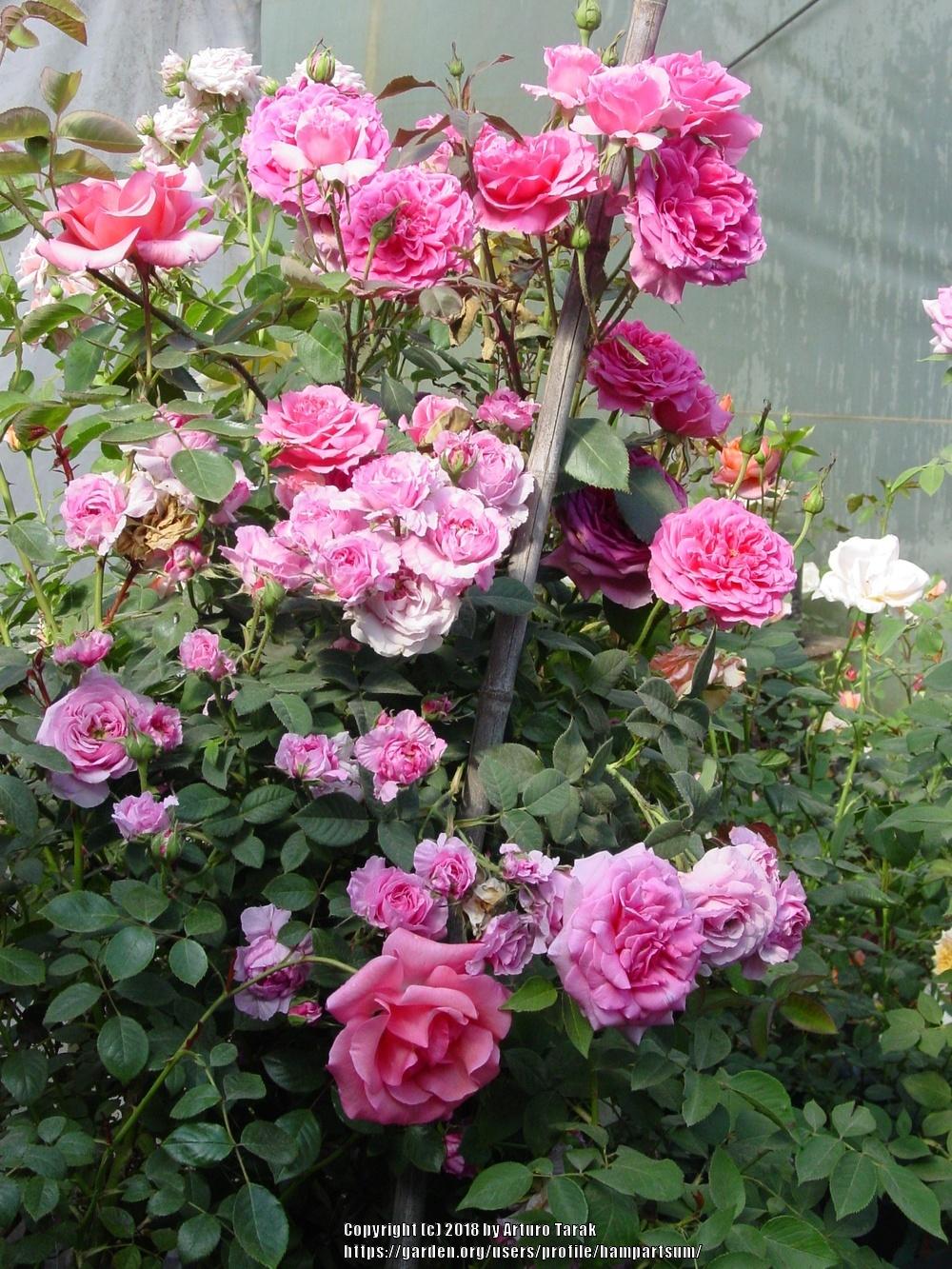 Viewing a Plant Combination by hampartsum - Garden.org