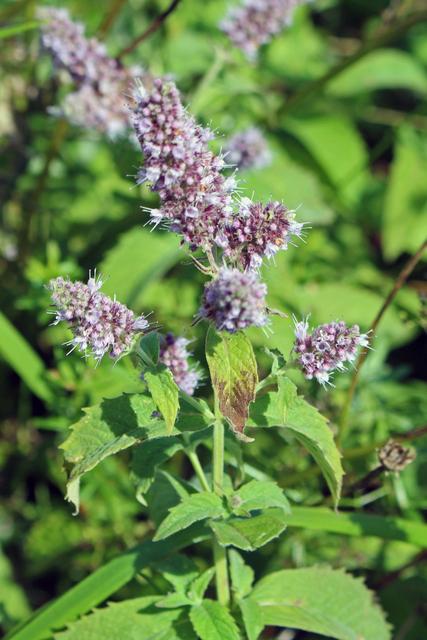 Mints: Plant Care and Collection of Varieties - Garden.org