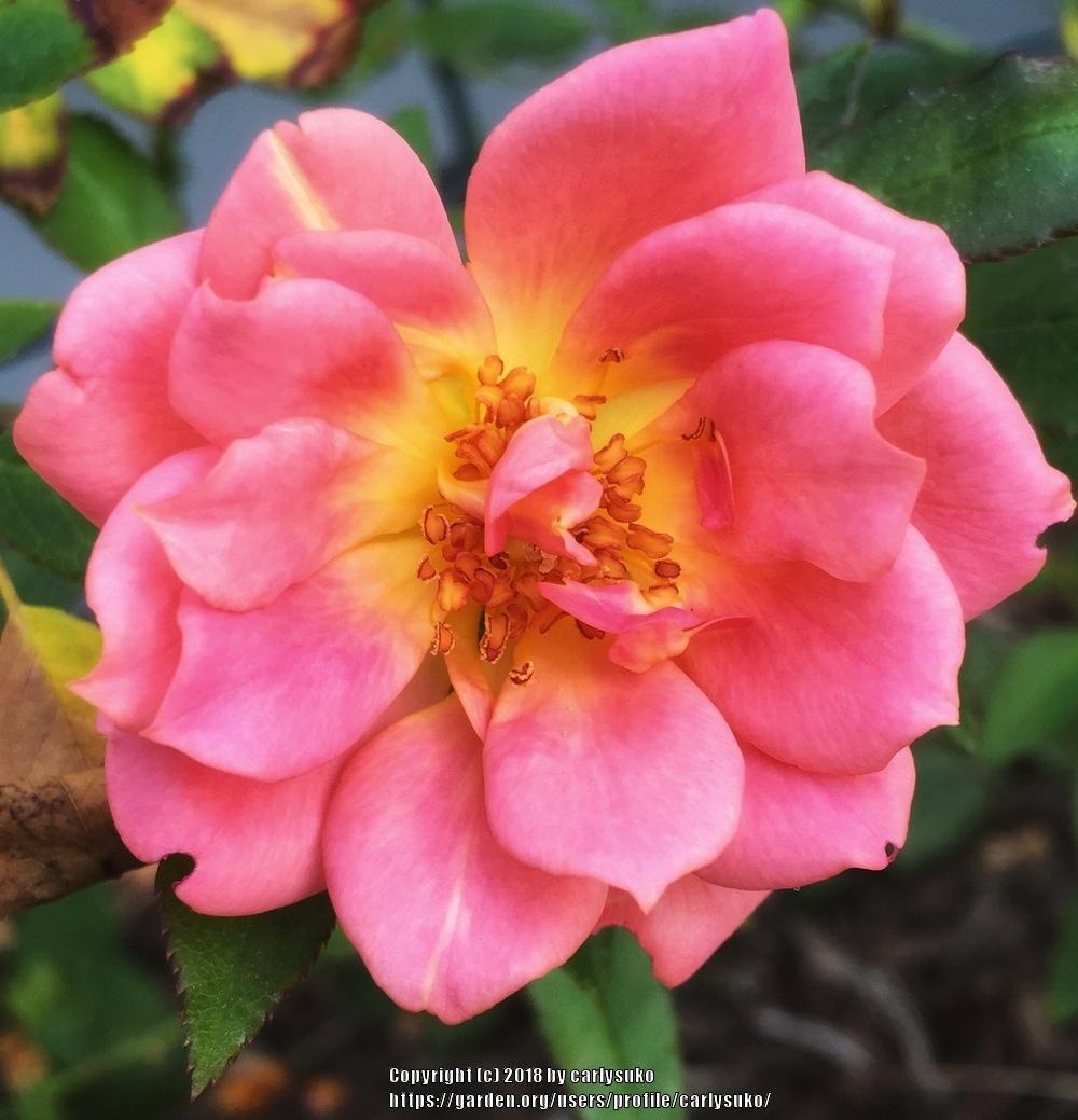 Rose (Rosa 'Baby Darling') in the Roses Database - Garden.org