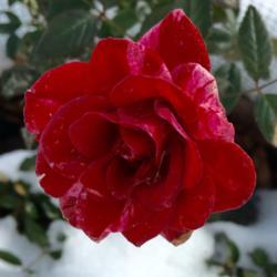 Rose (Rosa 'Gigi') in the Roses Database - Garden.org