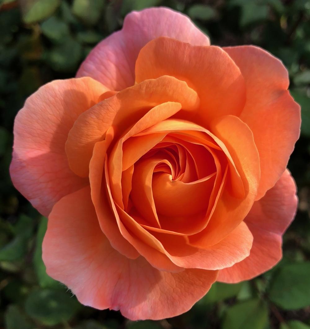 Photo of the bloom of Rose (Rosa 'Lady Emma Hamilton') posted by ...