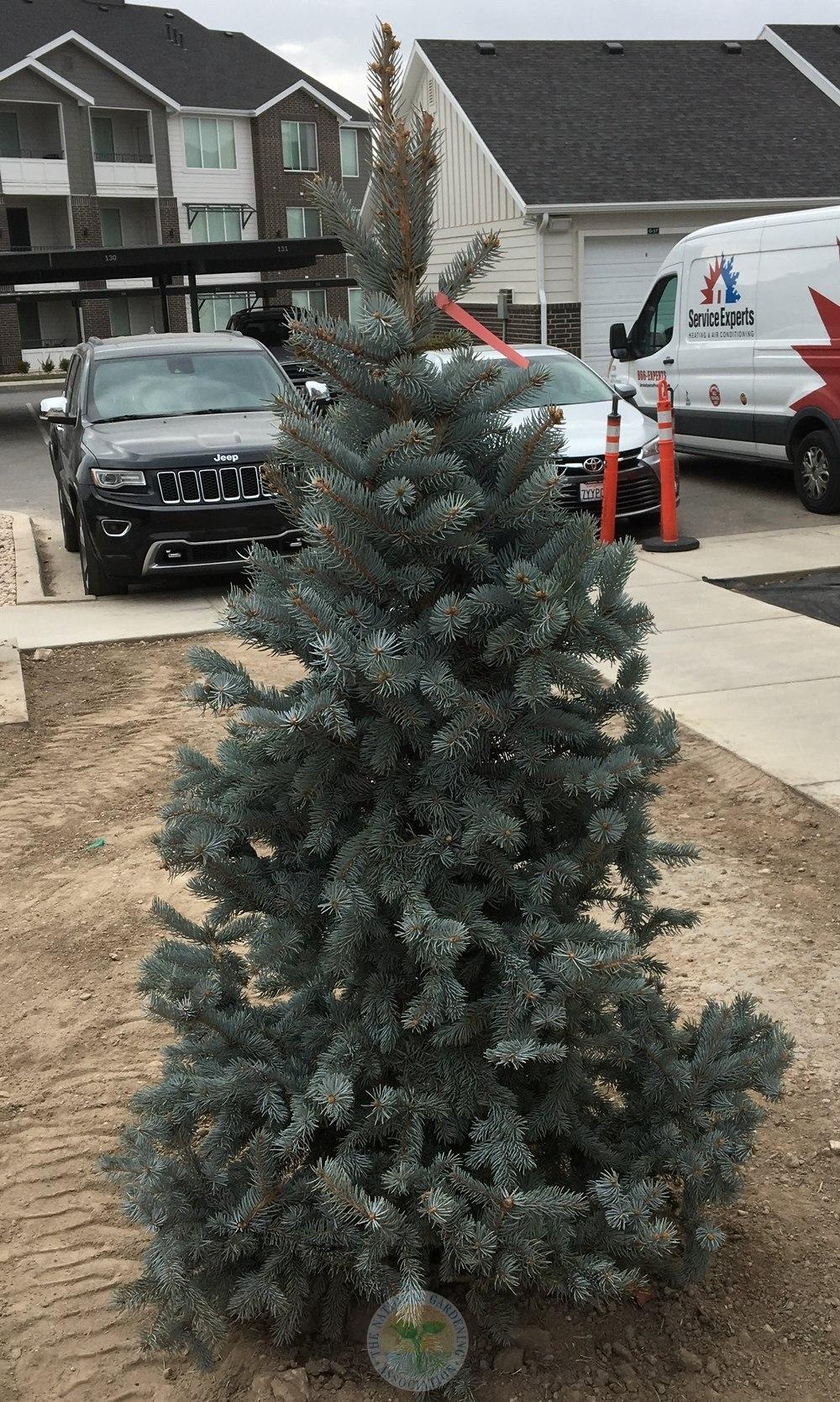 Spruces: Plant Care and Collection of Varieties - Garden.org