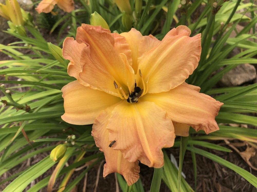 Daylily identification in the Daylilies forum - Garden.org