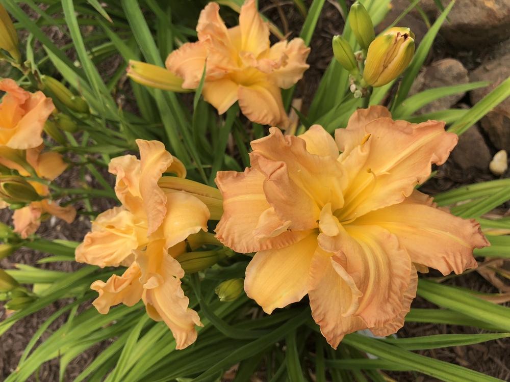 Daylily identification in the Daylilies forum - Garden.org