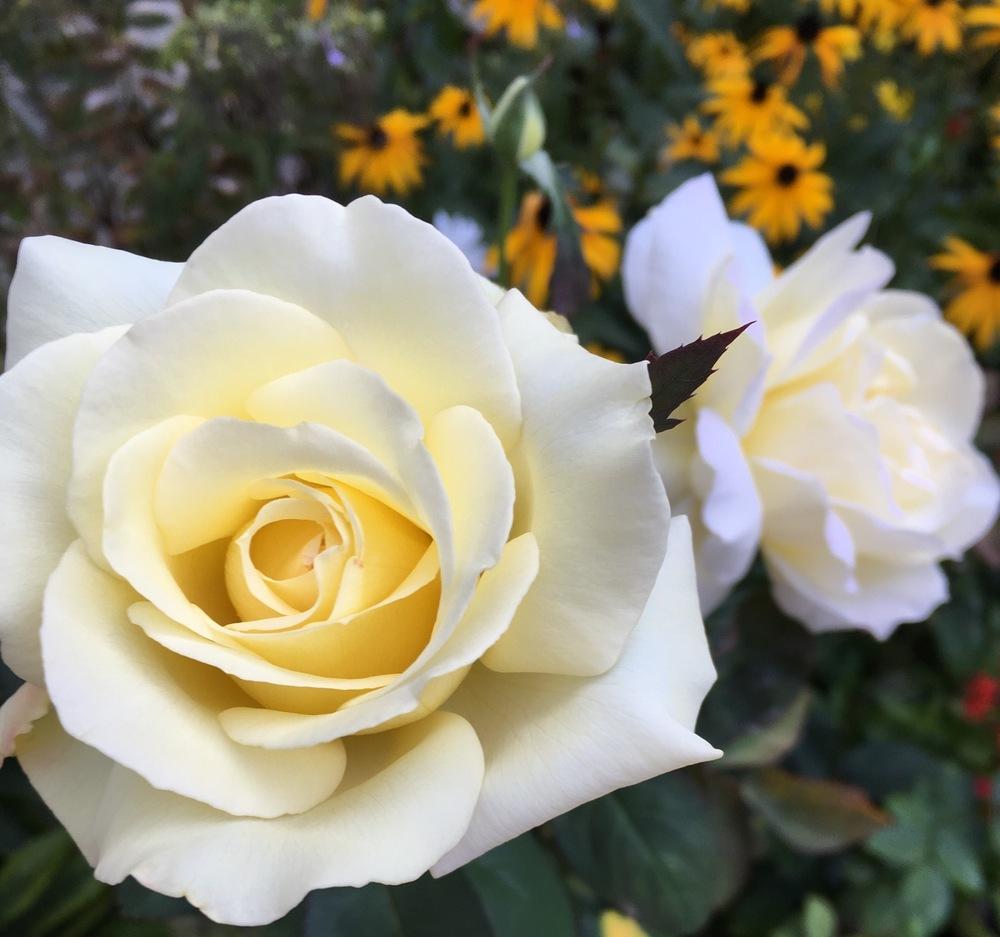 the gem of page 9 in The 2018 National Gardening Association Photo ...