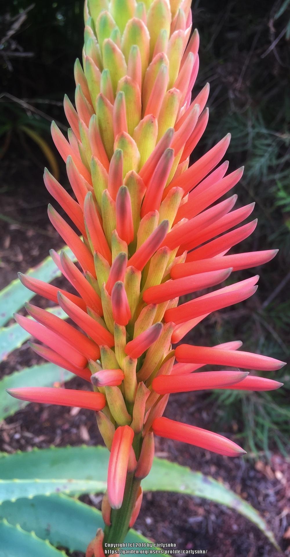 Aloes: Plant Care and Collection of Varieties - Garden.org