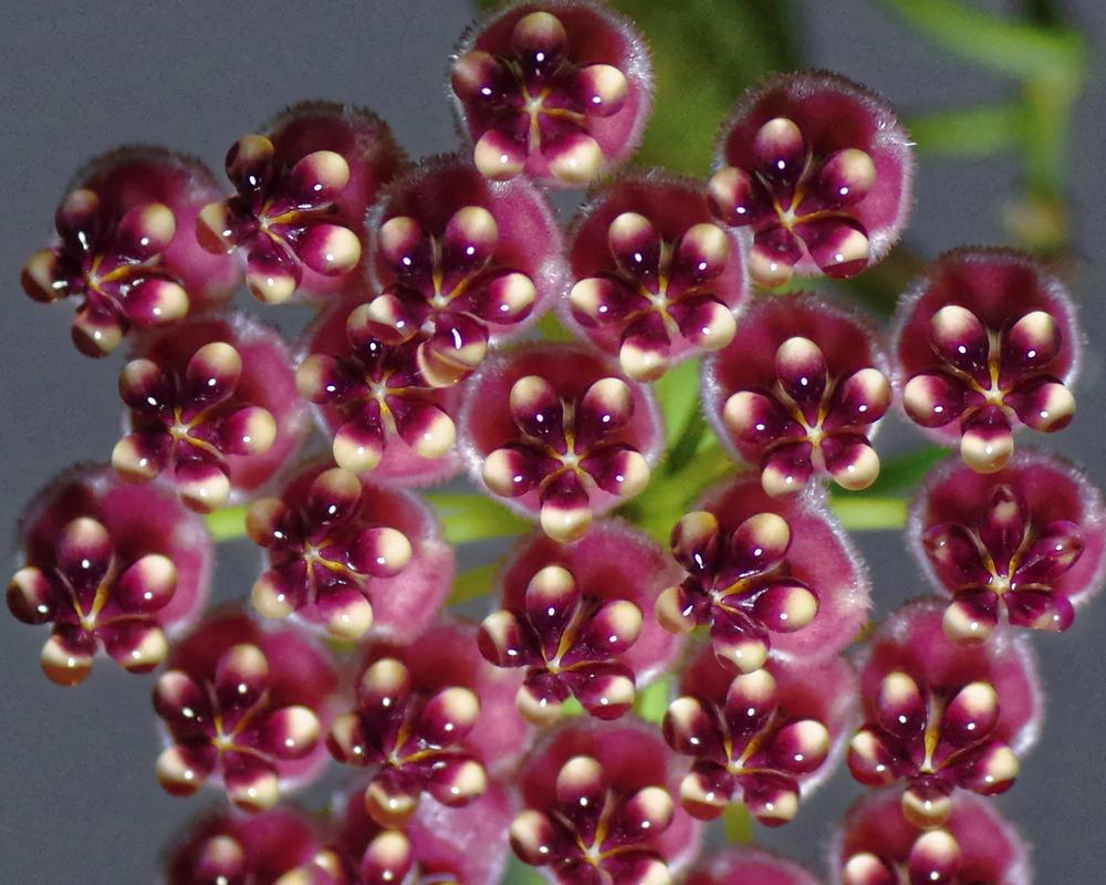 Hoyas: Plant Care and Collection of Varieties - Garden.org