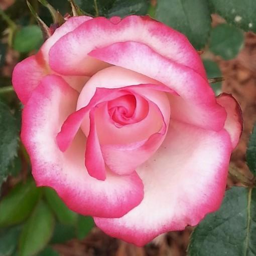 Rose (Rosa 'Kristin') in the Roses Database - Garden.org