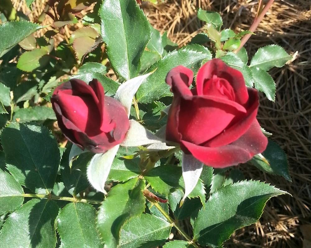 Rose (Rosa 'Cooper') in the Roses Database - Garden.org