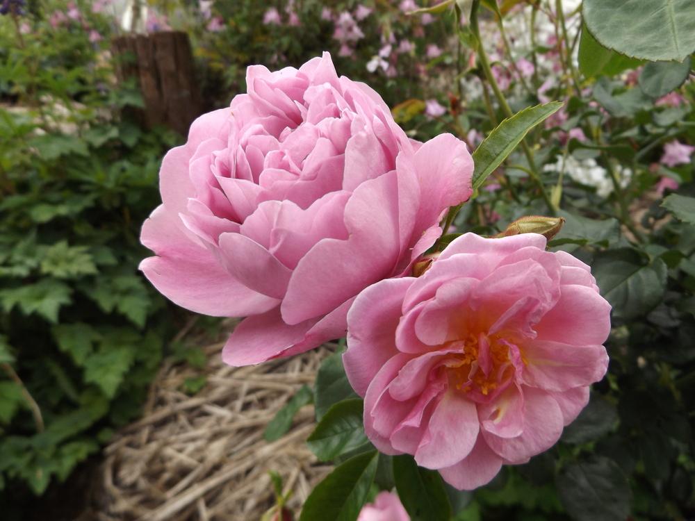 Rose Renae in the Roses forum - Garden.org