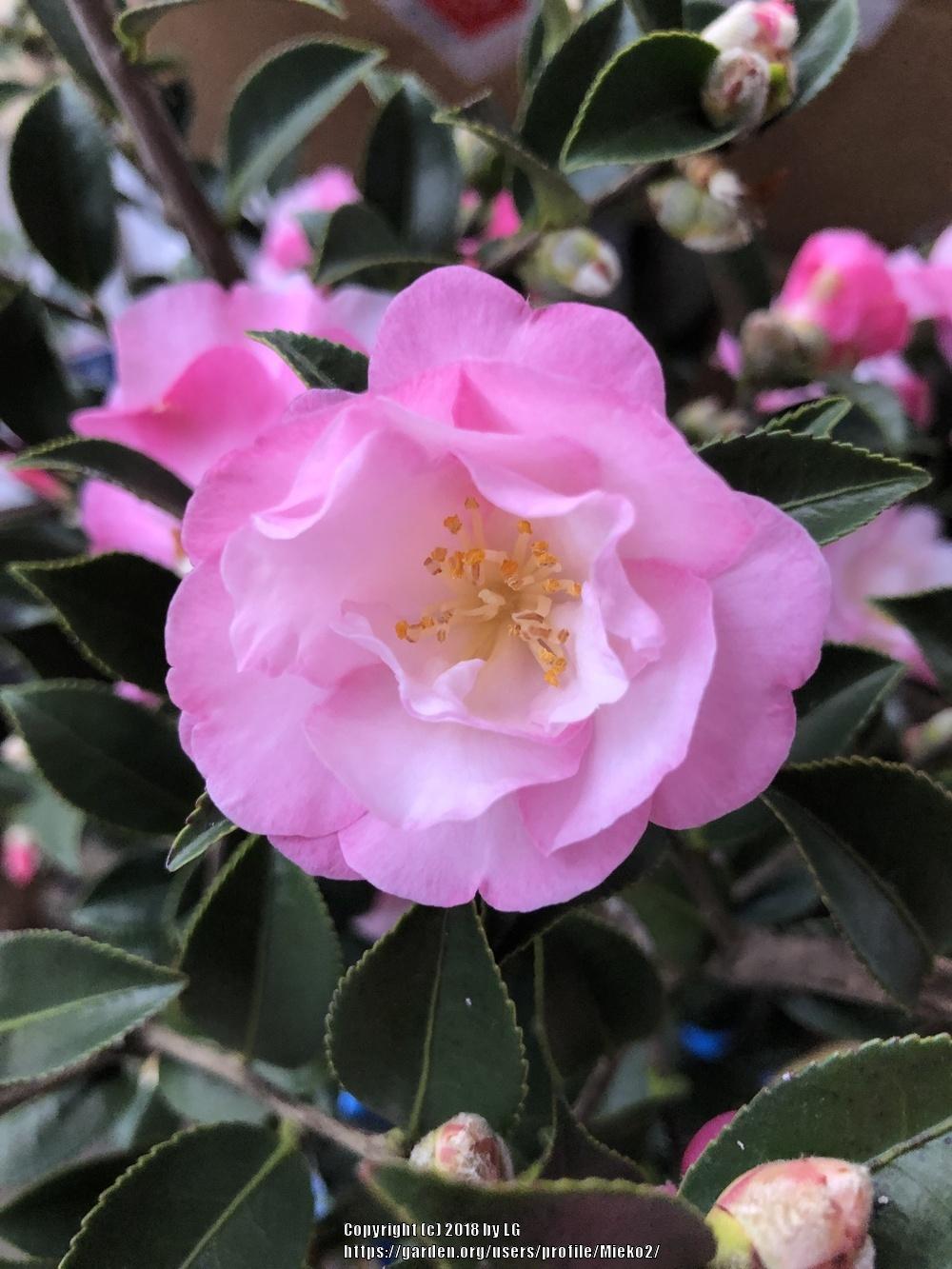 Camellias: Plant Care and Collection of Varieties - Garden.org