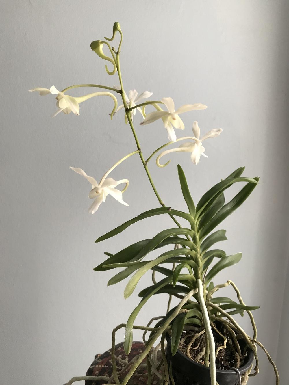 Orchid (Vanda Green Light) - Garden.org