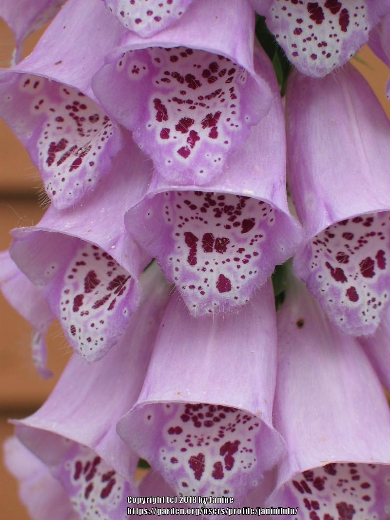 Foxgloves: Plant Care and Collection of Varieties - Garden.org