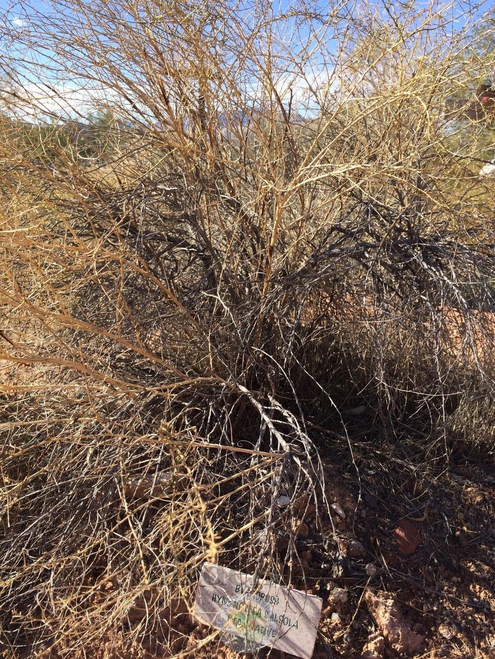 Common Burrobush (Ambrosia salsola) - Garden.org