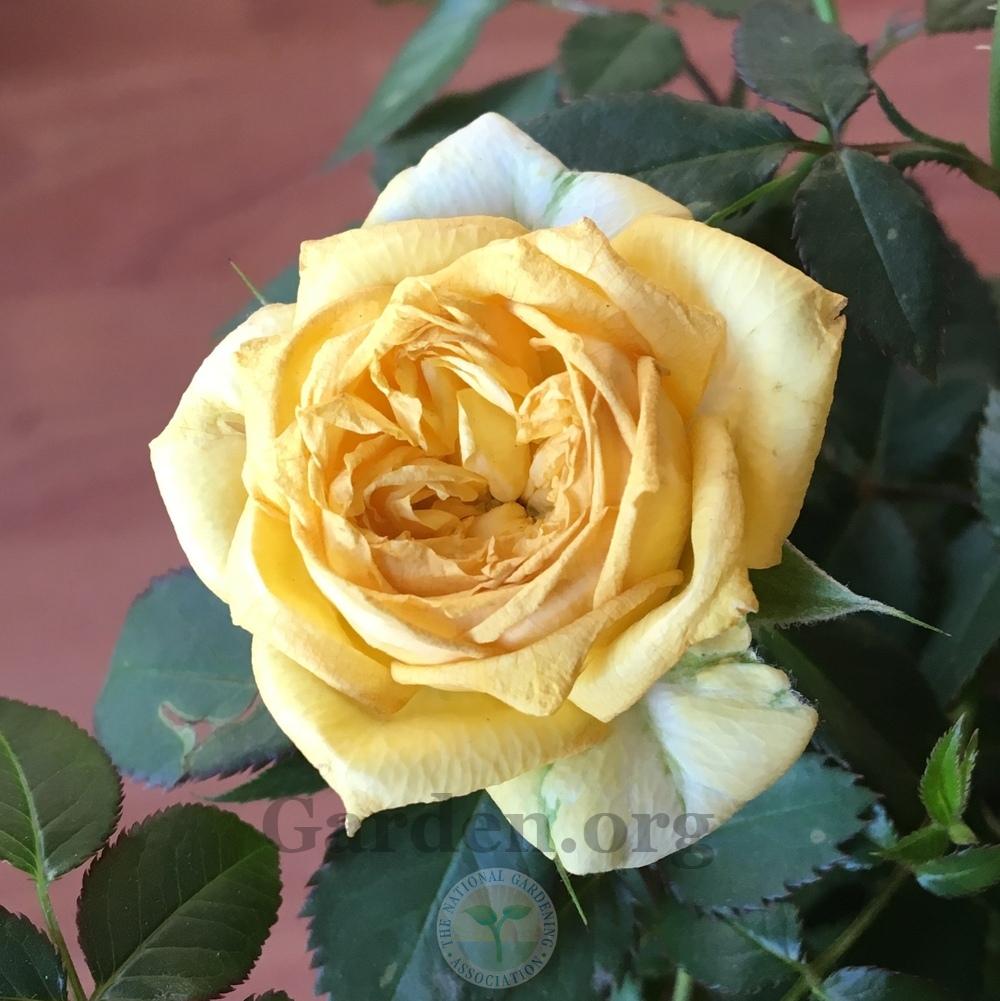 Rose (Rosa 'Neveah') in the Roses Database - Garden.org