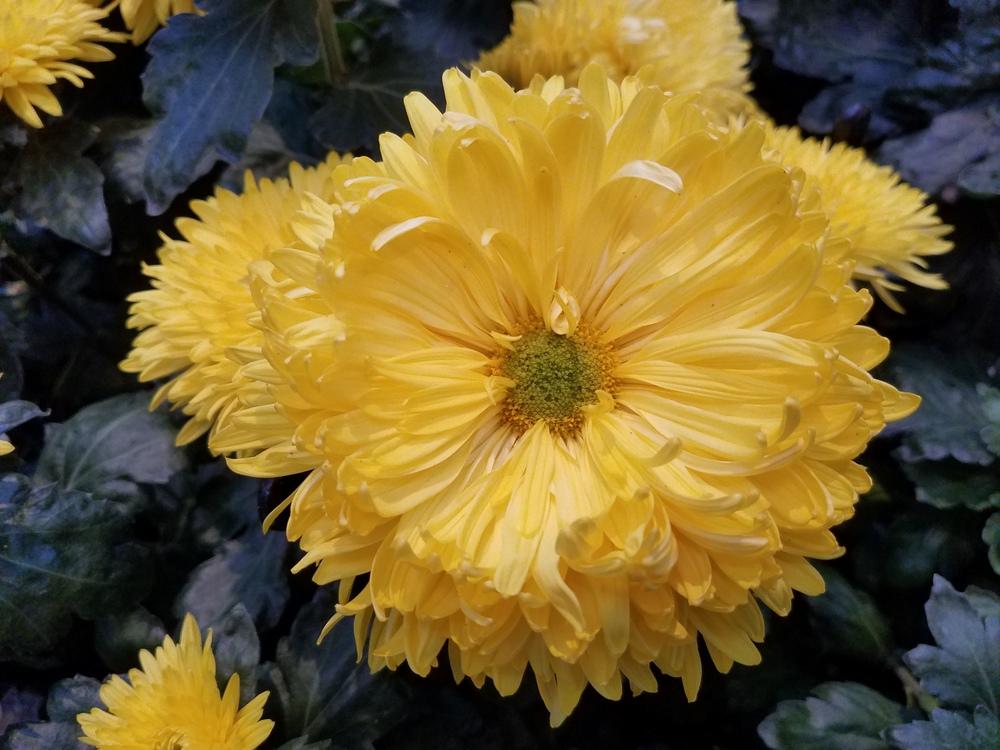 Reflex Mum (Chrysanthemum 'Allyson Peace') - Garden.org