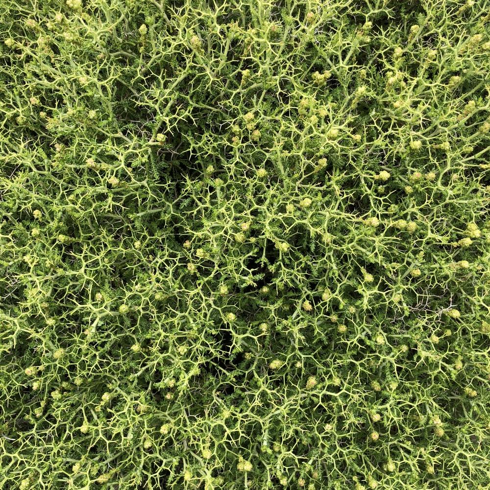 Thorny Burnet (Sarcopoterium spinosum) - Garden.org