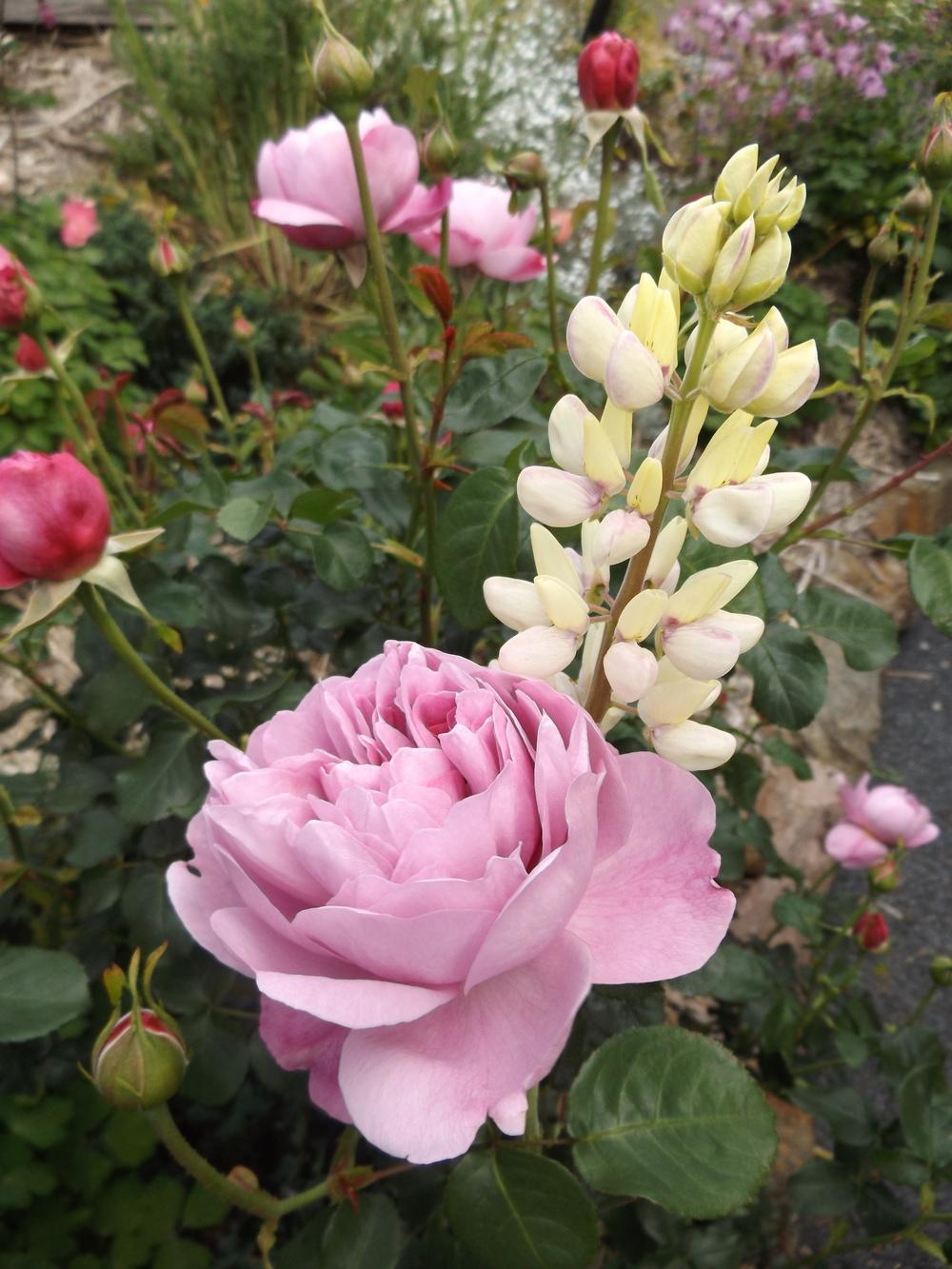 Rose Renae in the Roses forum - Garden.org