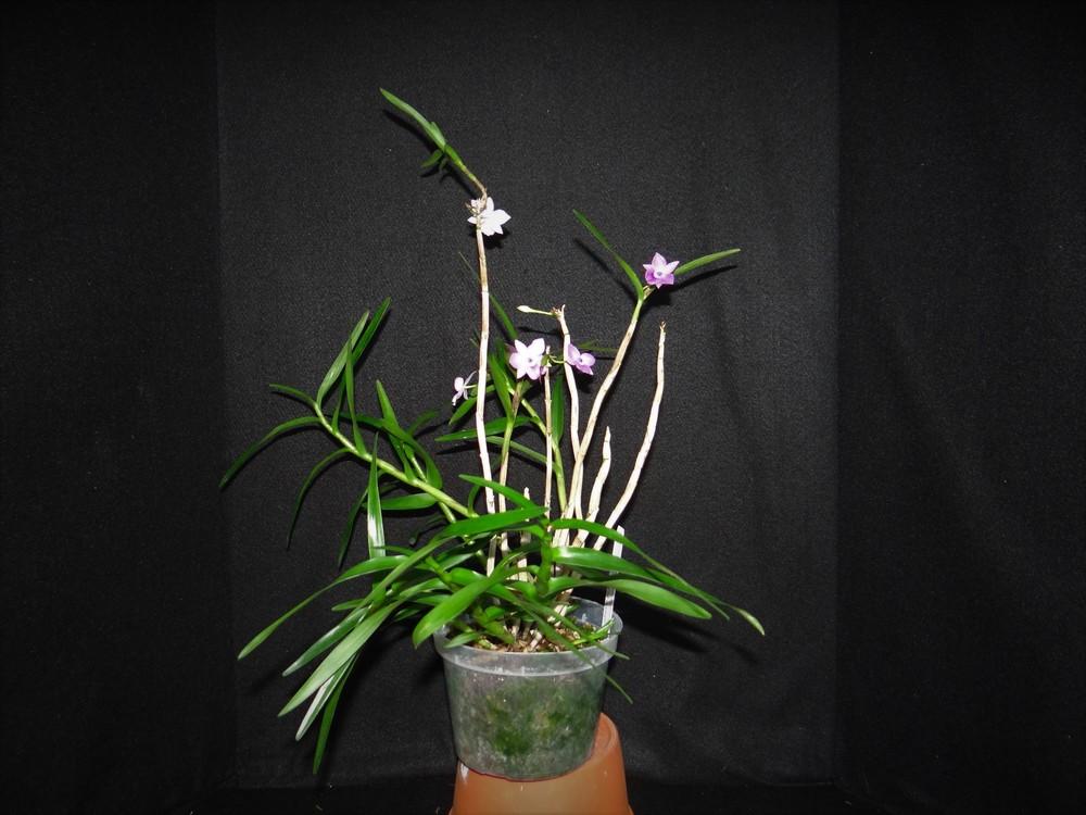 Photo of the entire plant of Orchid (Dimerandra stenopetala) posted by ...