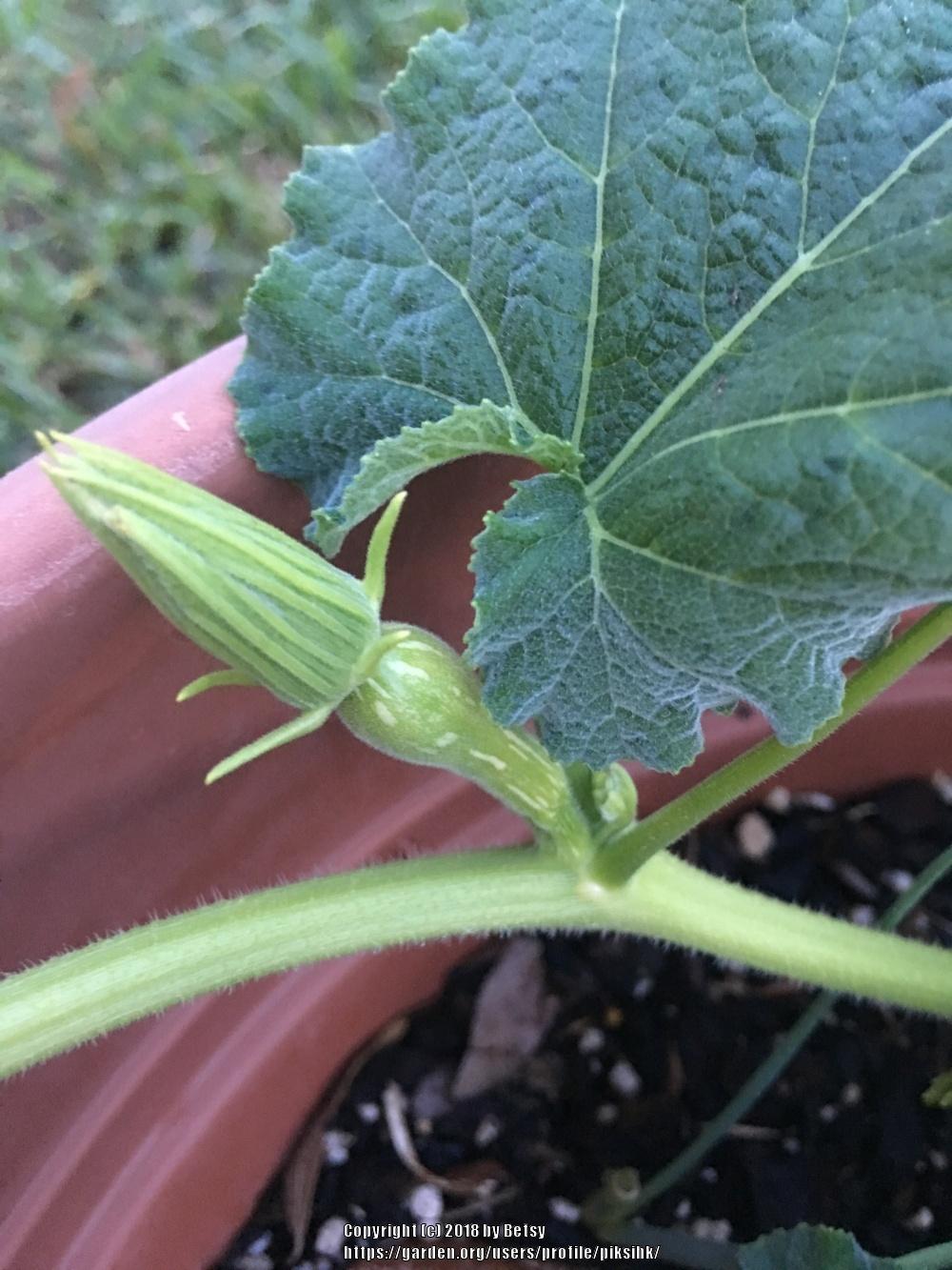 Gourds, Squashes And Pumpkins: Plant Care and Collection of Varieties ...