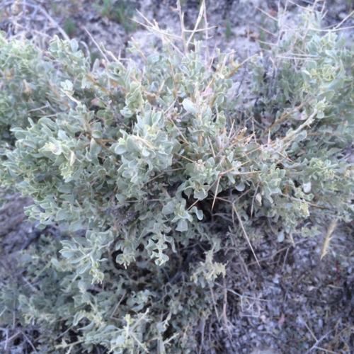Shadscale (Atriplex confertifolia) - Garden.org